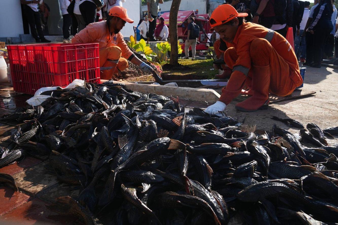 Explosion of invasive 'janitor fish' sparks mass removal operation in ...