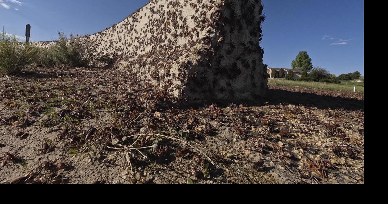 Cannibalistic blood-red crickets invade Nevada town