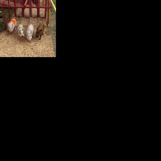 69th Stokes County Agricultural Fair opens Tuesday | News ...