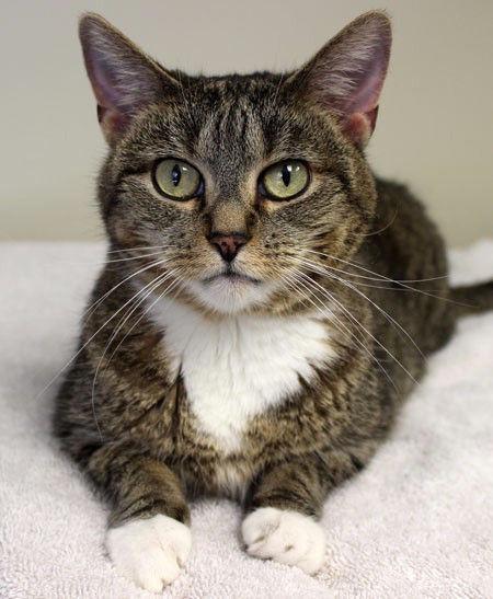 Pets of the Week: Zabelle | Pet Day | thesunchronicle.com