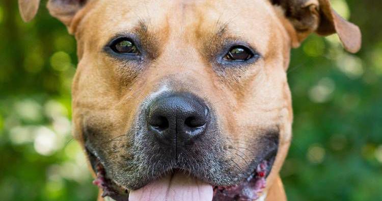 Pets of the Week: Remy | Pet Day | thesunchronicle.com