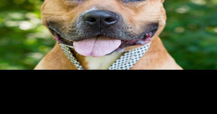 Pets of the Week: Remy | Pet Day | thesunchronicle.com