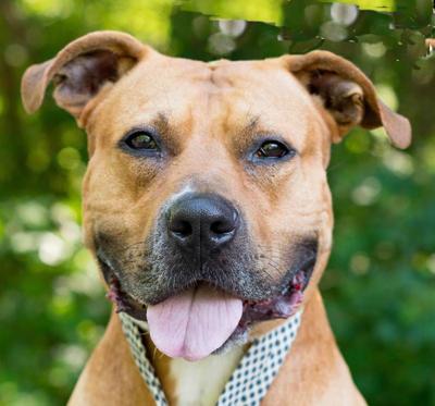 Pets of the Week: Remy | Pet Day | thesunchronicle.com