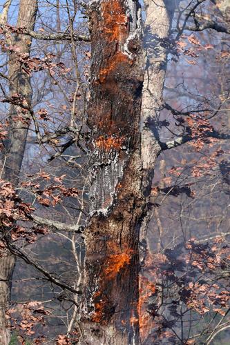 Crews from several communities battle brush fire along Foxboro train ...