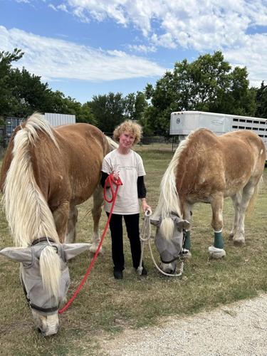 Norton farm hopes to bring two blind horses to its sanctuary | Local ...