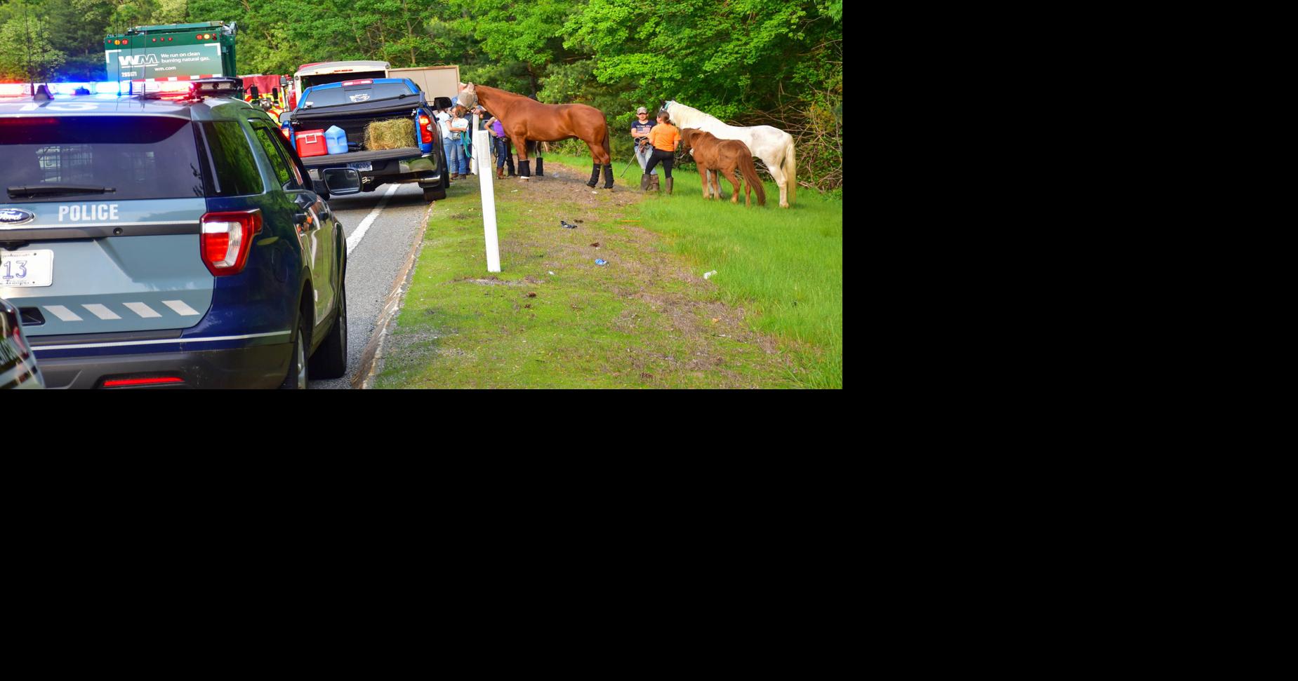 Horses headed to Norton rodeo grab motorists' attention on Mansfield ...
