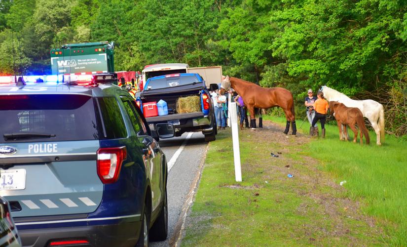 Horses headed to Norton rodeo grab motorists' attention on Mansfield ...