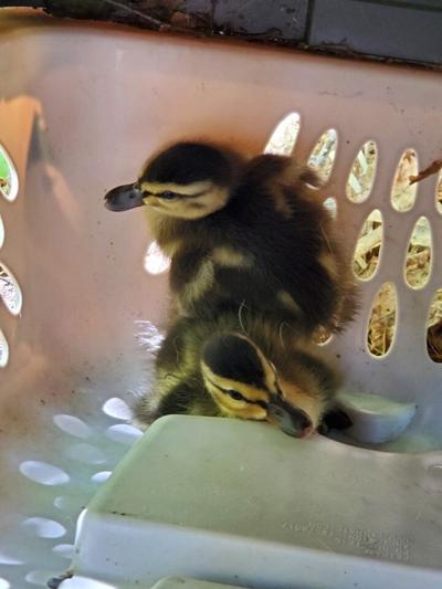 Ducklings rescued from storm drain in Norfolk | Local News ...