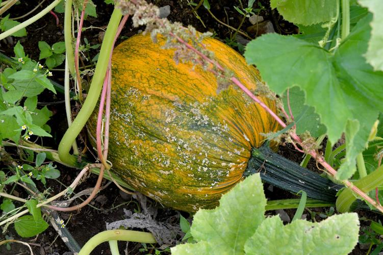 Weather has taken a toll on fruit crops in Attleboro area, beyond ...