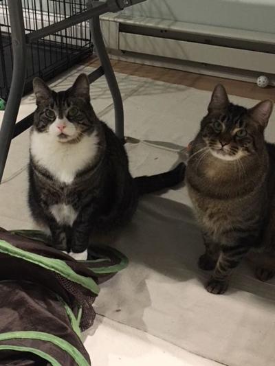 Monkey and Willy | Pet Day | thesunchronicle.com