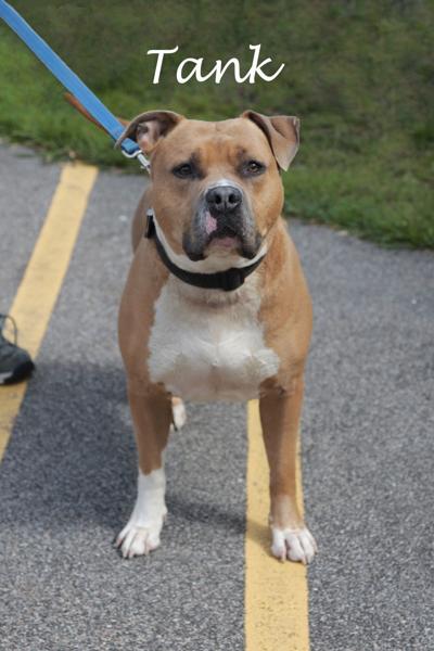 TANK | Pet Day | thesunchronicle.com