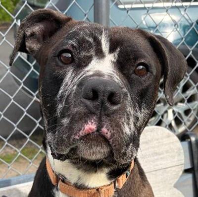 RUFUS | Pet Day | thesunchronicle.com