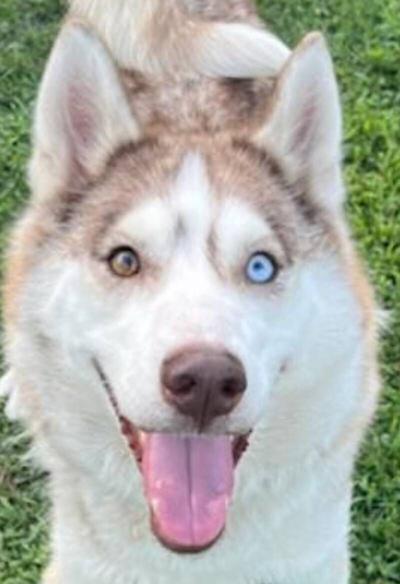 FREYA | Pet Day | thesunchronicle.com