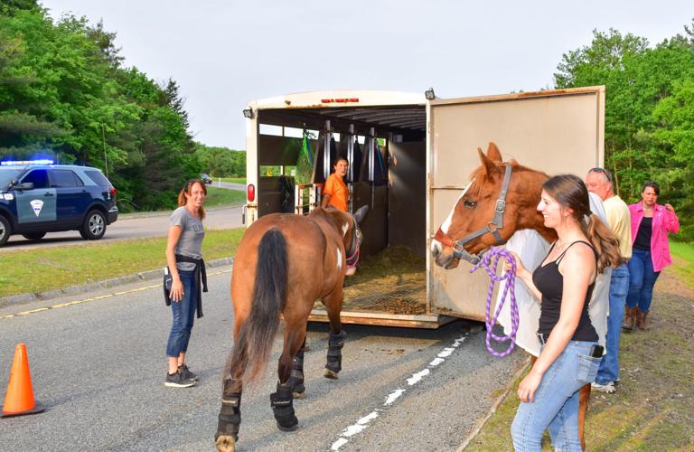 Horses headed to Norton rodeo grab motorists' attention on Mansfield ...