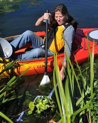 Like sci-fi monster, invasive plant threatens to overrun Lees Pond in ...