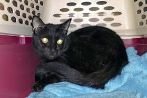 Pet of the week: Mulberry | Pet Day | thesunchronicle.com
