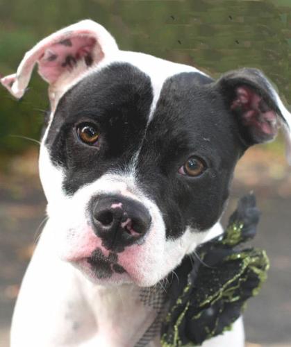 Pet of the week: Zora | Pet Day | thesunchronicle.com