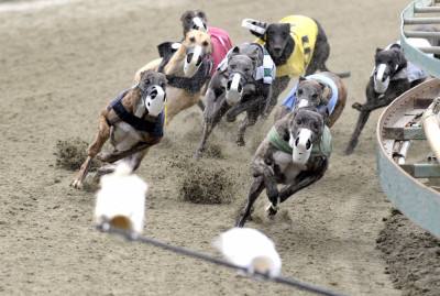 A blue day for greyhound race fans | Local News | thesunchronicle.com