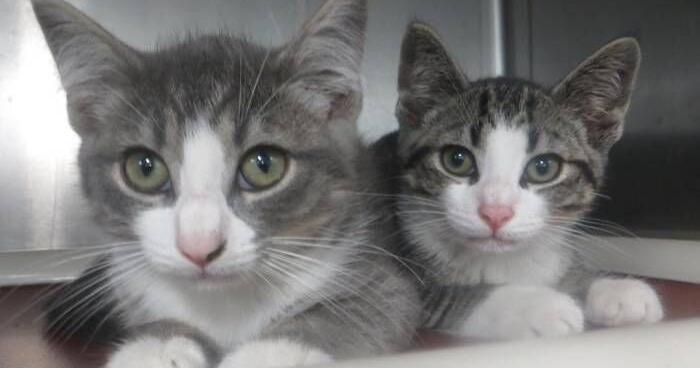 JESS & CONRAD | Pet Day | thesunchronicle.com