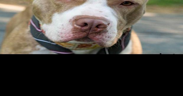 Pet of the week: Jet | Pet Day | thesunchronicle.com