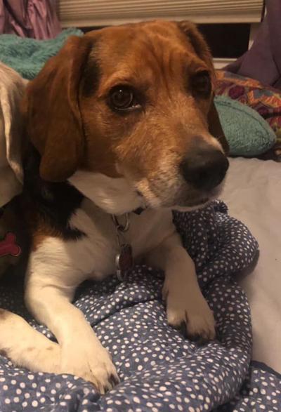 Missing Plainville beagle who survived storms found and returned home ...