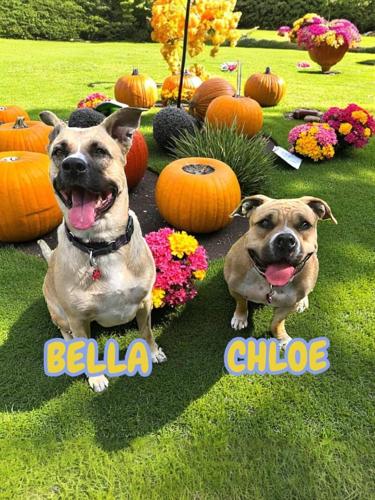 BELLA & CHLOE | Pet Day | thesunchronicle.com