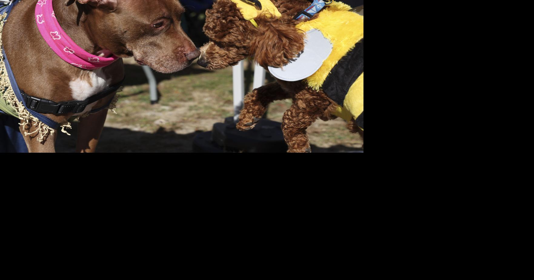 Dogs don costumes for contest at Attleboro Farmers Market | Gallery ...
