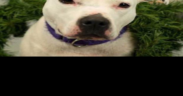 Pet of the Week: Lacey | Pet Day | thesunchronicle.com