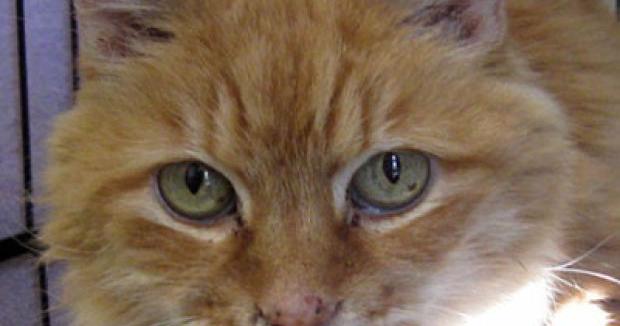 Pets of the Week: March | Pet Day | thesunchronicle.com