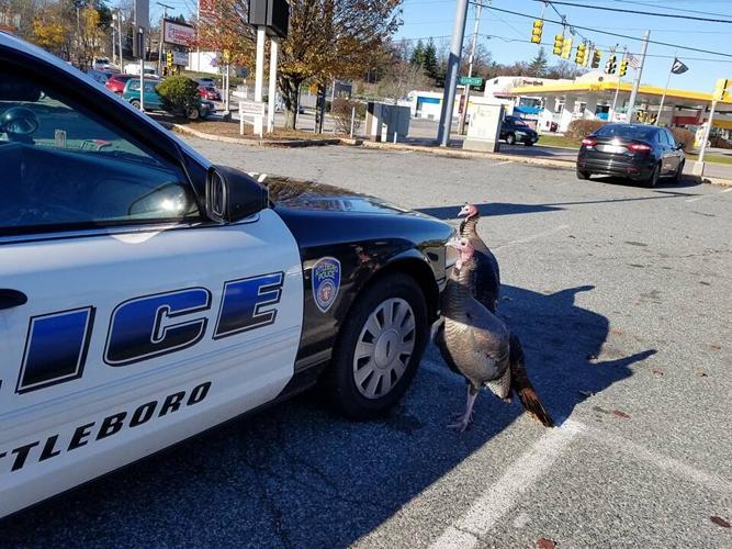 It's wild turkey breeding season in Attleboro area and beyond. Wildlife ...