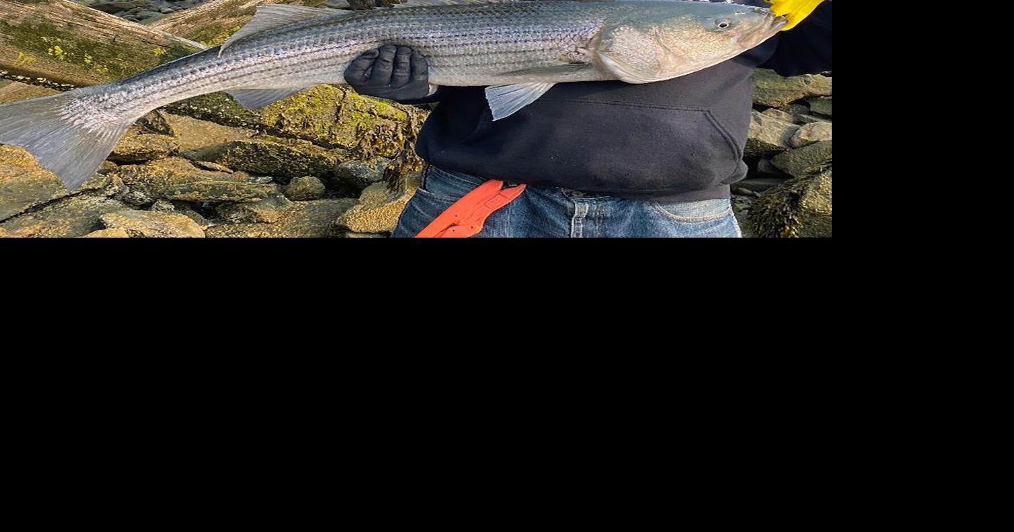 Dave Monti: State releases on-demand fishing gear report for lobster ...