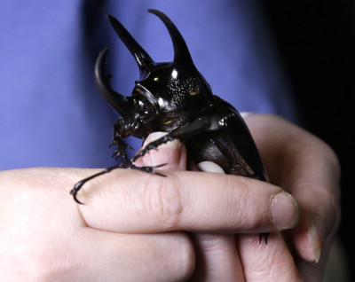 Exotic bugs get new home at Houston Zoo | Stories | thesunchronicle.com