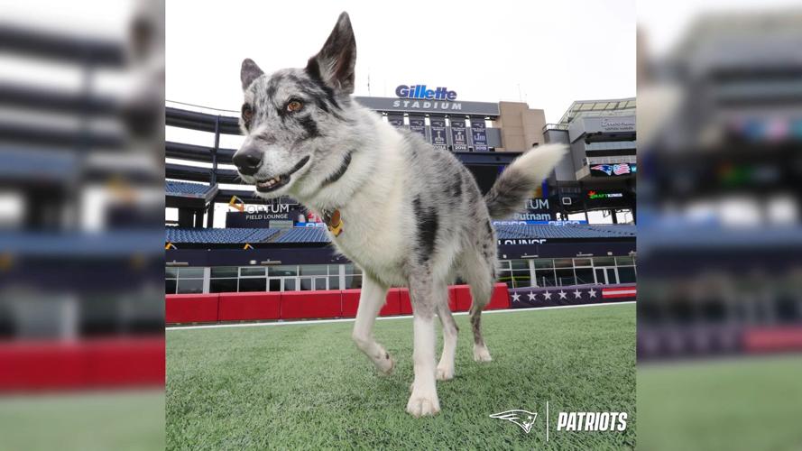 Keeping the fields clean for the Pats | Local News | thesunchronicle.com