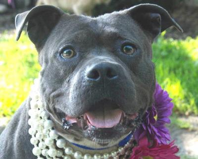 Pets of the Week: Morgan | Pet Day | thesunchronicle.com