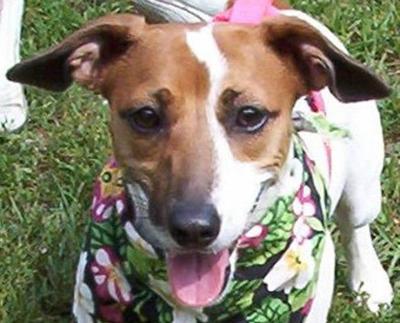 Pets of the Week: Ginger | Pet Day | thesunchronicle.com