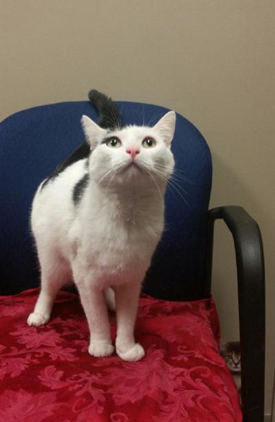 Pet of the week: Icey | Pet Day | thesunchronicle.com