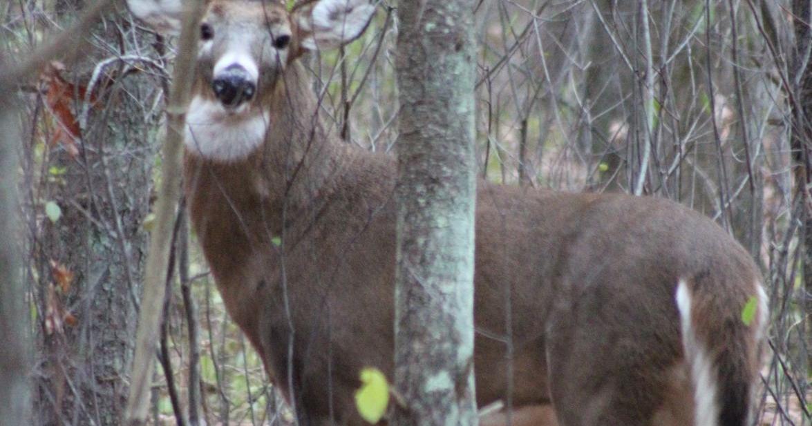 Rehoboth hunter charged, fined by RI environmental police | Local News ...