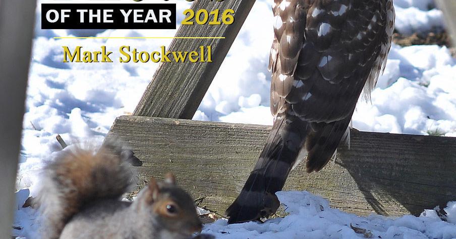 Photos of the Year 2016-Mark Stockwell | Gallery | thesunchronicle.com