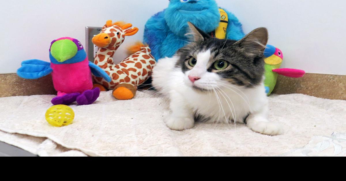 Pets of the Week: Sam Elliott | Pet Day | thesunchronicle.com