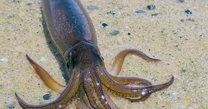 Dave Monti: Squid invasion subsides, and so does striped bass haul ...
