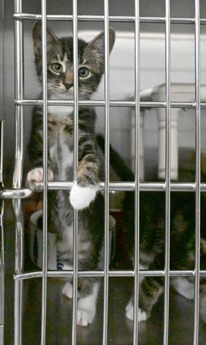 North Attleboro Animal Shelter