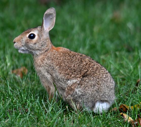 Rabbits, rabbits everywhere. Or are they? Some experts say it's hard to ...