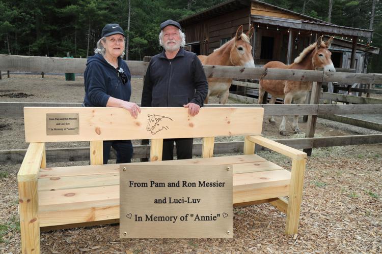 Norton farm hopes to bring two blind horses to its sanctuary | Local ...