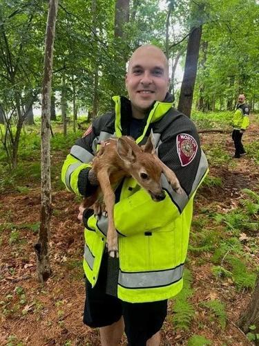 Norton firefighters reunite newborn deer with its mother after freeing ...