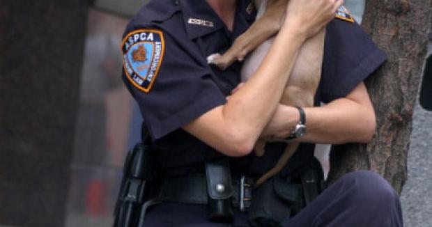 ASPCA closes storied enforcement unit in NYC | Stories ...