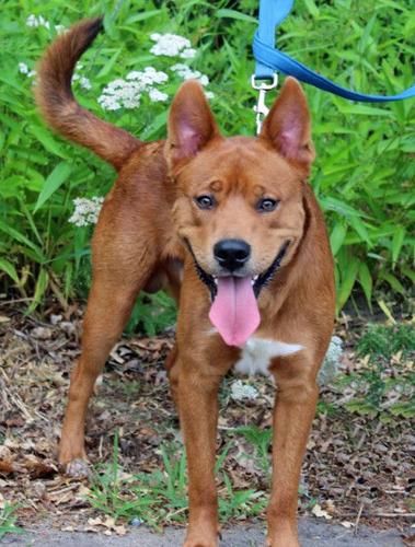 Pet of the week: Coco | Pet Day | thesunchronicle.com