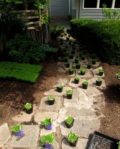 `Steppable’ plants for walkways, patios and more | Stories ...