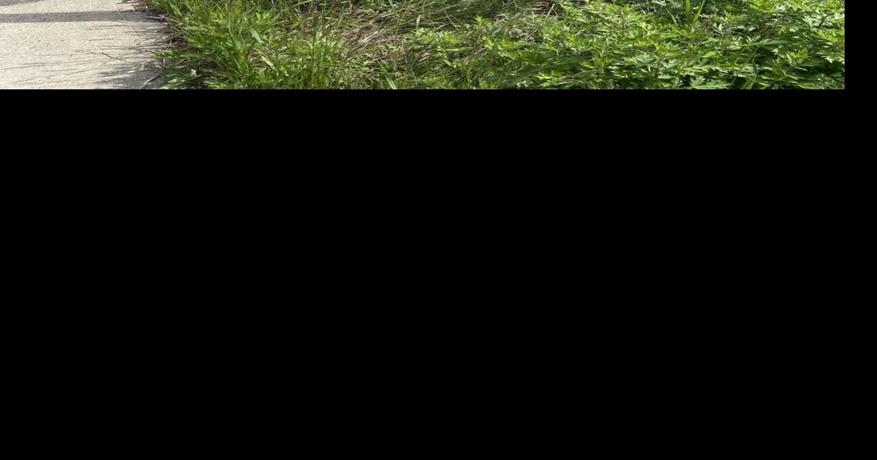 Rocket drive coming Saturday to raise money for Foxboro Founders Day ...