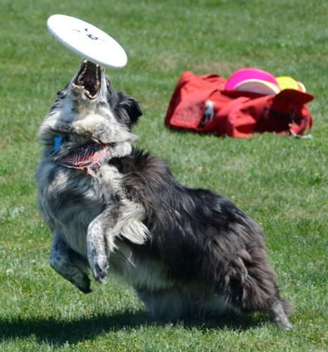 Flying High Frisbee Dogs | Gallery | thesunchronicle.com