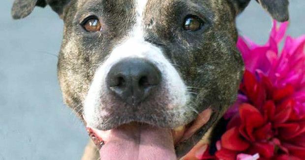 Pet of the week: Athena | Pet Day | thesunchronicle.com